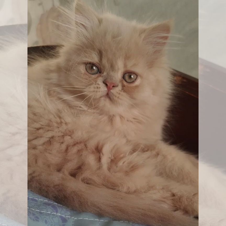 Персидский котёнок