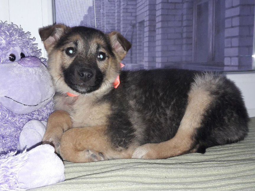 Щенок в добрые руки