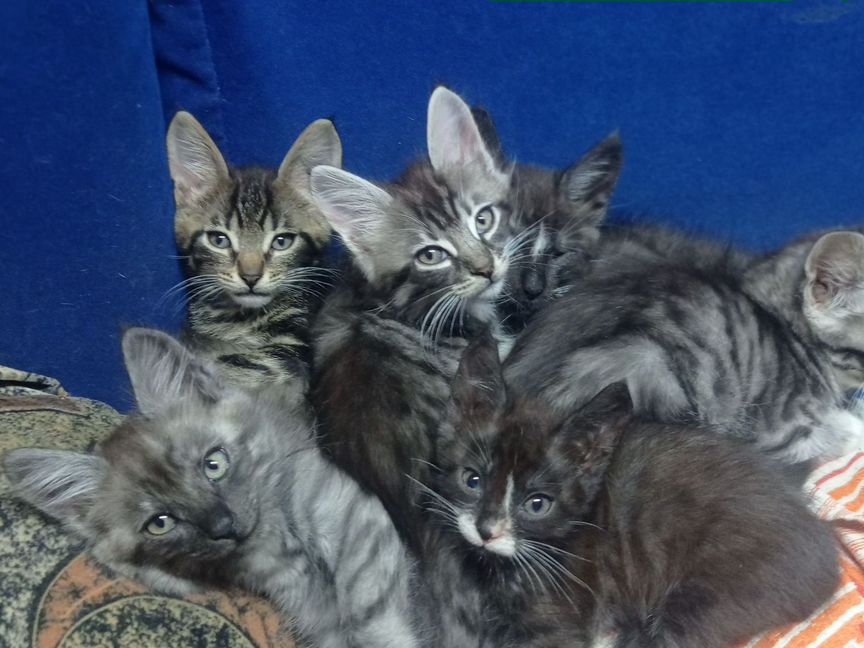 Кошки бесплатно