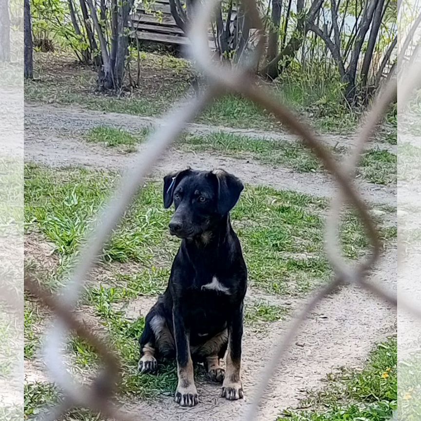 Щенок в добрые руки