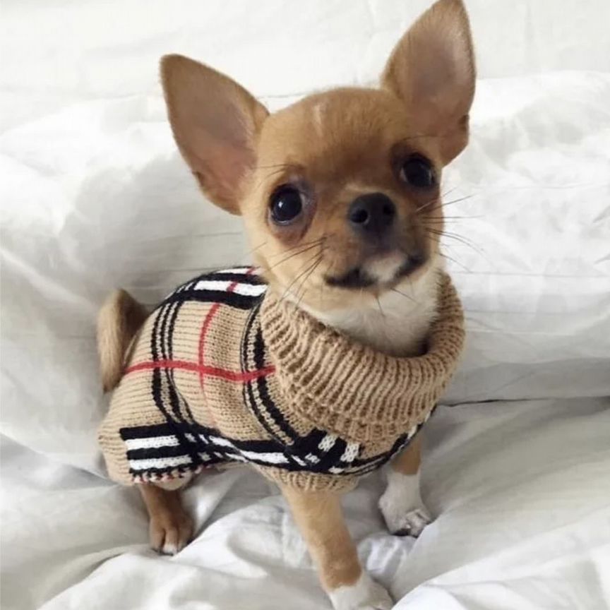 Чихуахуа, щенок