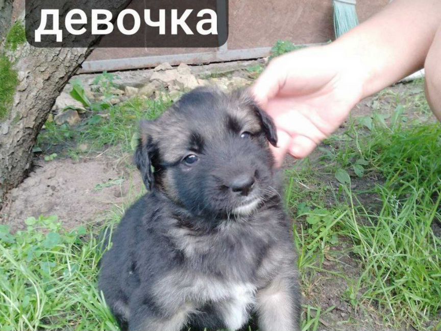 Щенки -мама овчарка в добрые руки отдам бесплатно