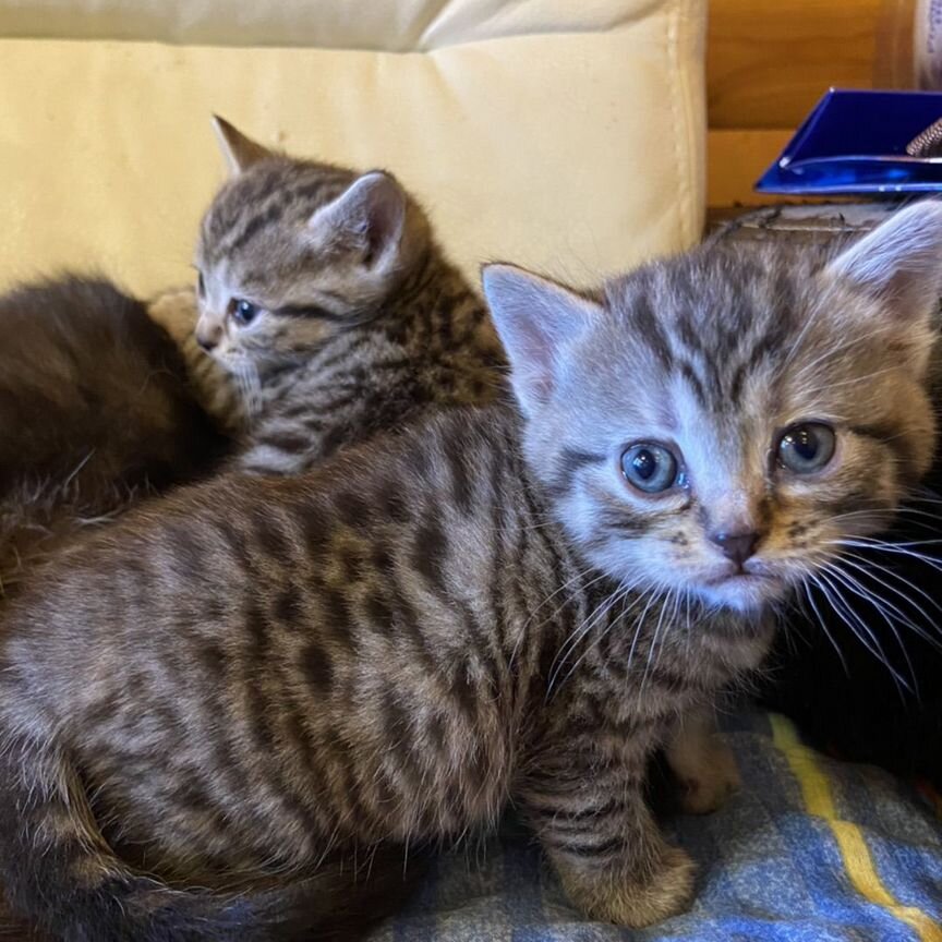 Шотландские котята