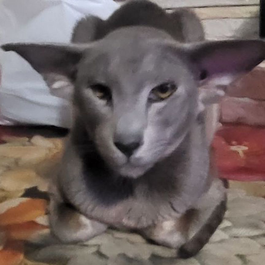 Ориентальный кот, взрослый