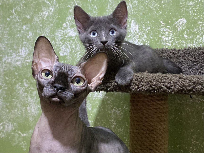 Канадский сфинкс