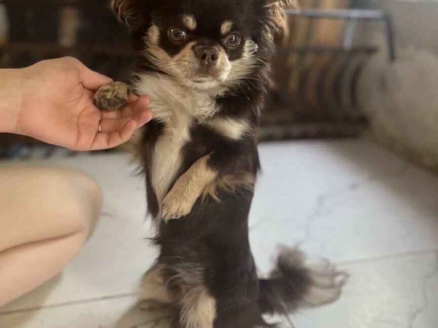 Вязка чихуахуа