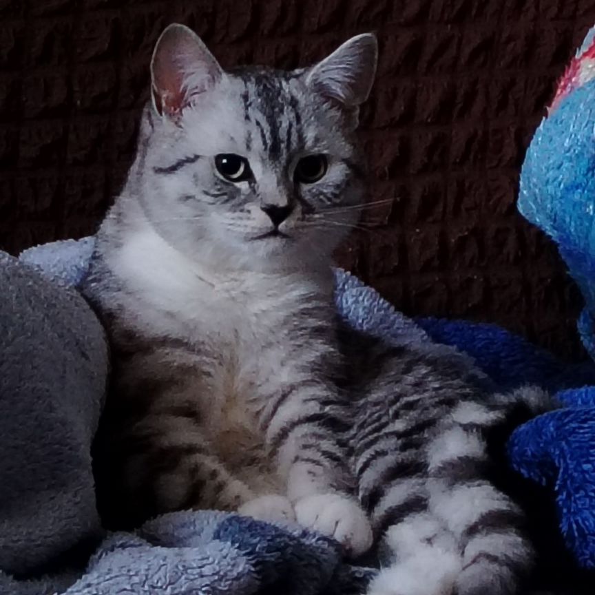 Британский кот