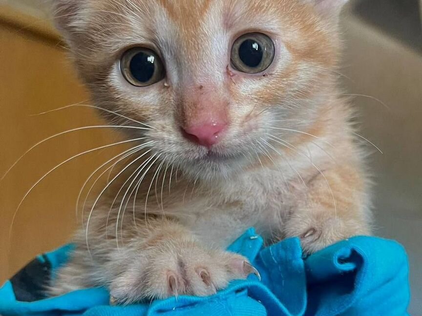 Маленькие котята из приюта бесплатно в добрые руки
