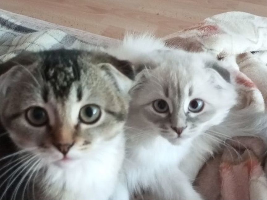 Шотландские вислоухие котята