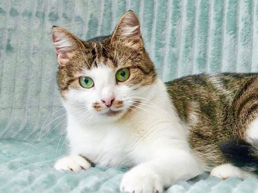 Кошка Мурыся - любовь с первого Мур-мур. В дар