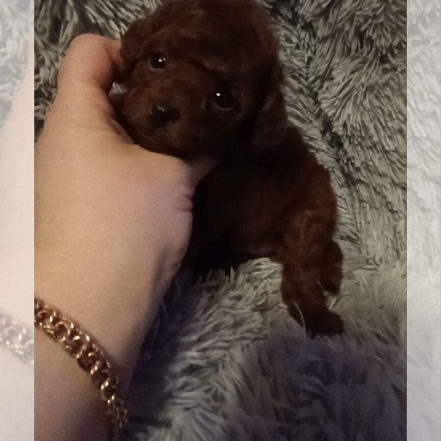 Той-пудель, щенок