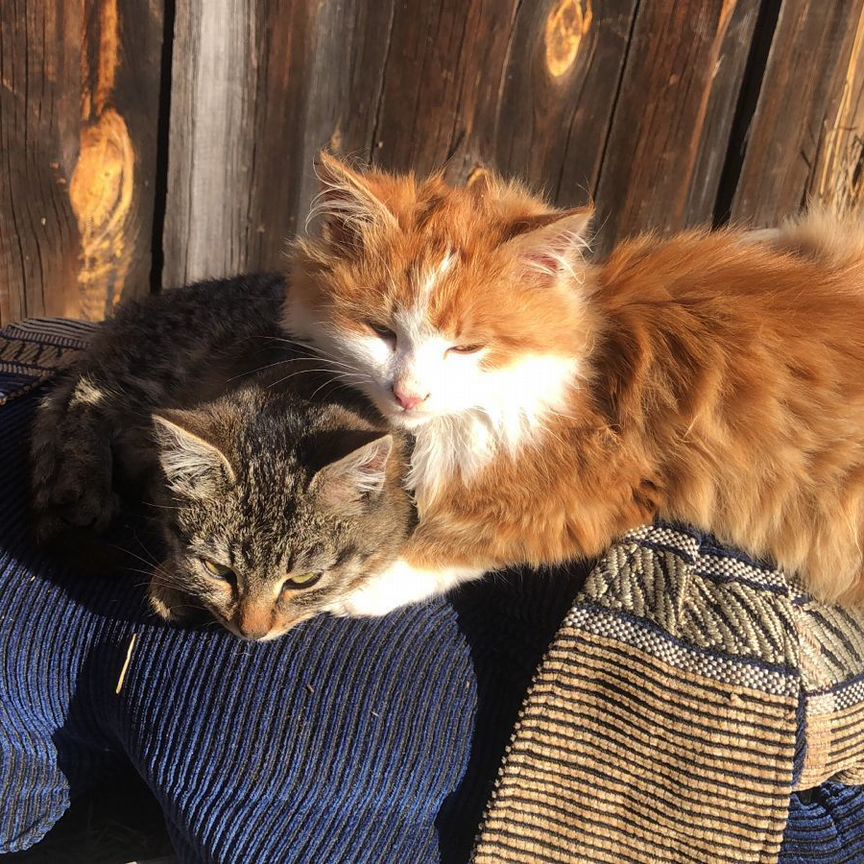 Спасите котят из сада