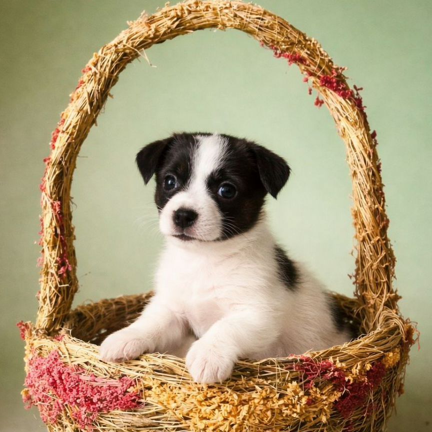 Джек-рассел-терьер, щенок