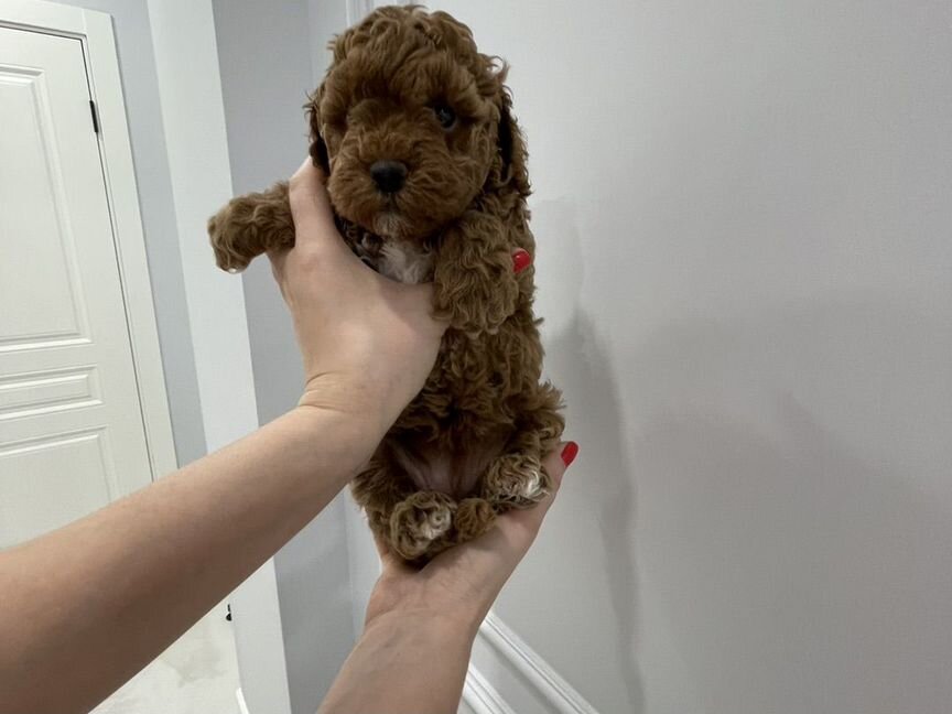 Той-пудель девочка шикарная коасотка ред браун