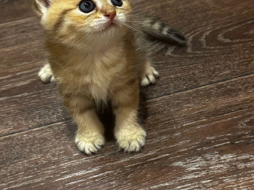 Продаю котят британская золотистая шиншилла