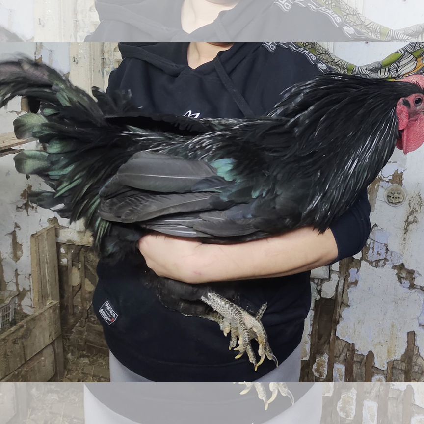 Красавец Джерсийский гигант