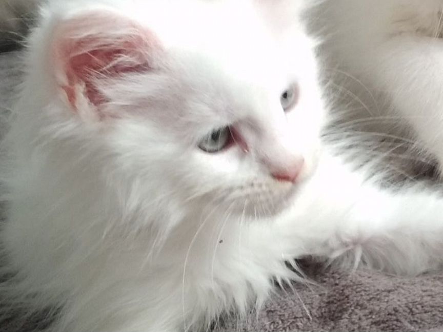 Котята мейн -кун (WCF)