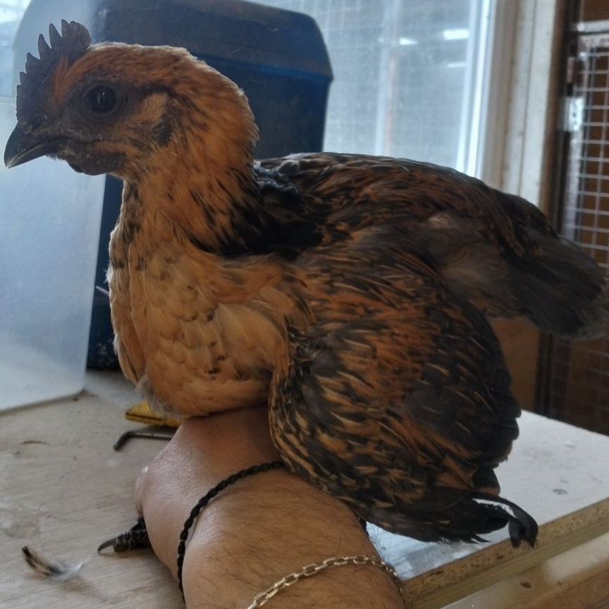 Красавец- петух породы Лакеданзи, 2 месяца