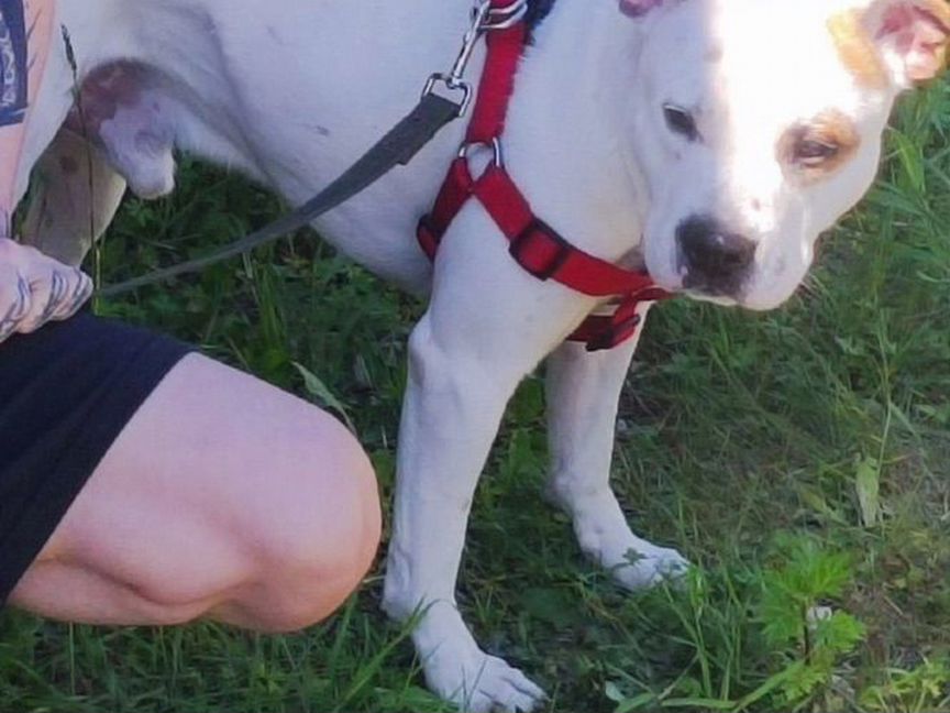 Американский бульдог