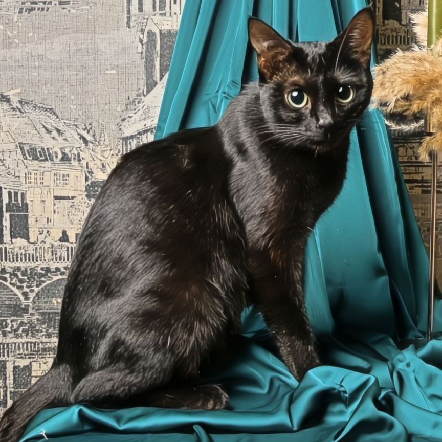 Взрослая, кошка в добрые руки