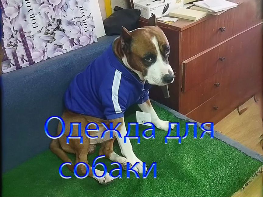 Мастерка для собаки. Одежда для собак