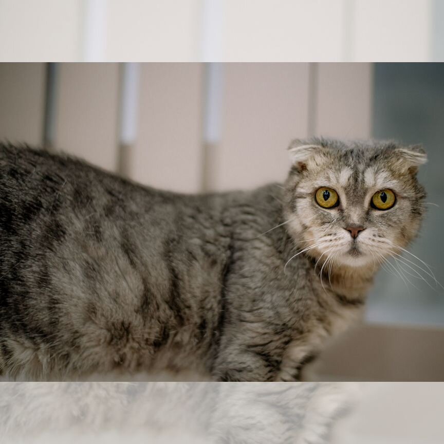 Шотландская вислоухая короткошёрстная кошка, взрослая