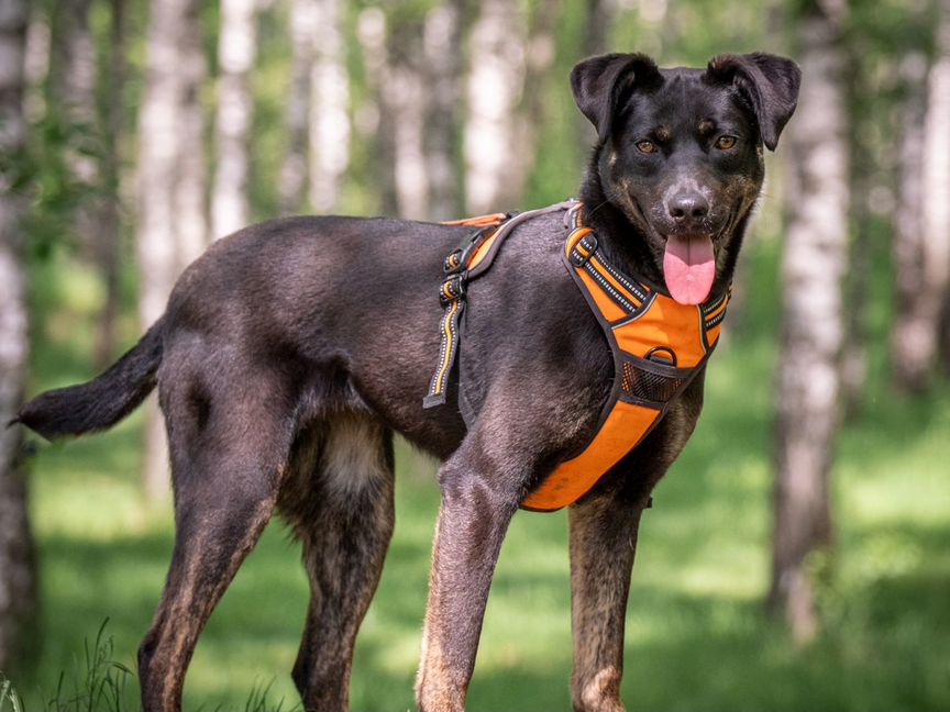 Черника. Крошечная ласковая девочка из приюта