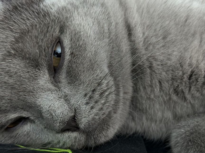 Вязка Британец серый