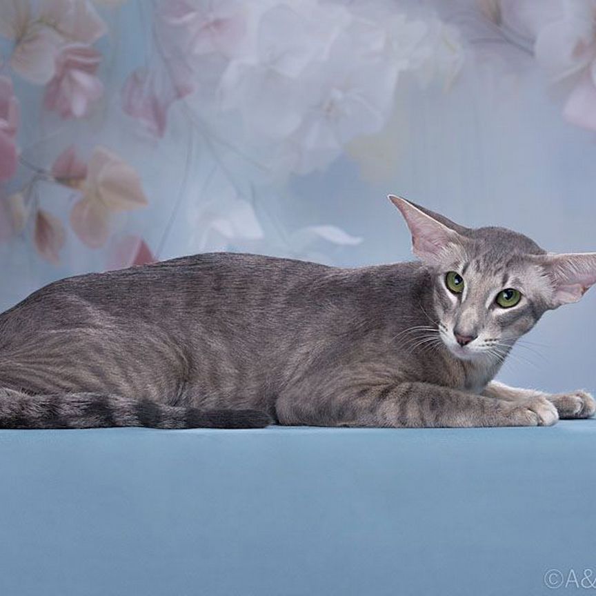 Урсула в добрые руки