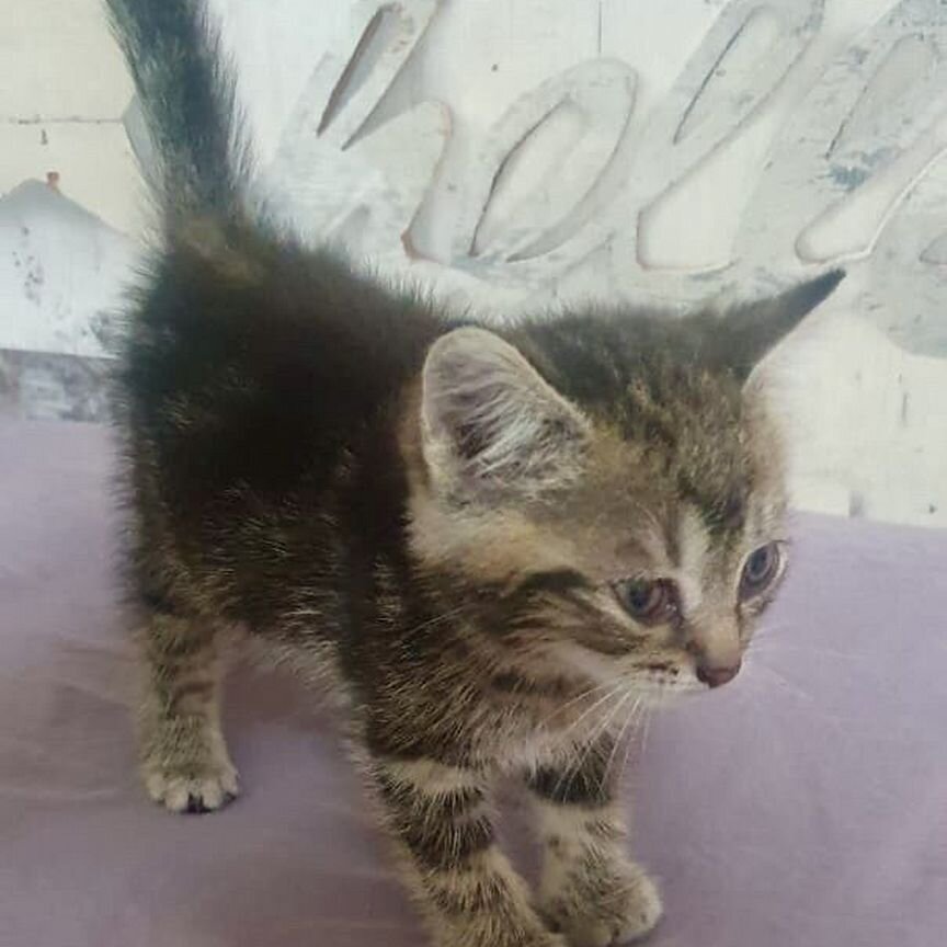 Маленькая кисонька