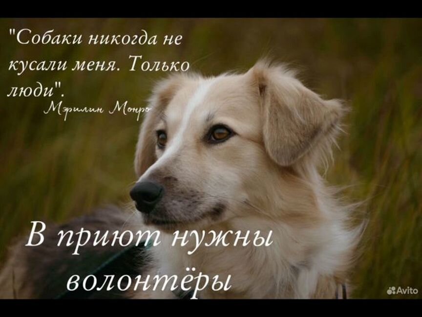 Помощь и волонтеры в приют для собак