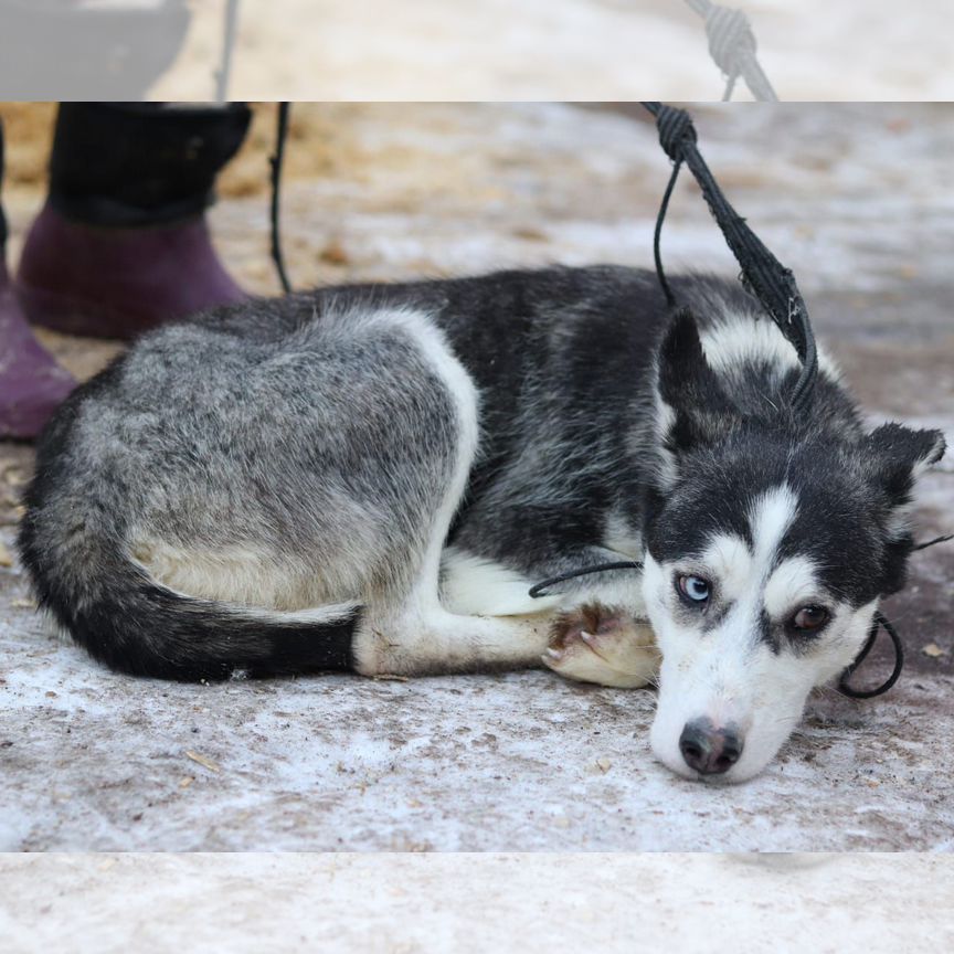 Мини хаски Варя