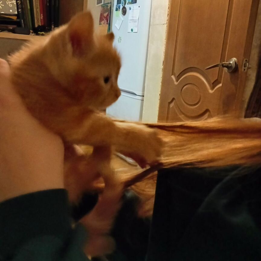 Рыжий котёнок в добрые руки