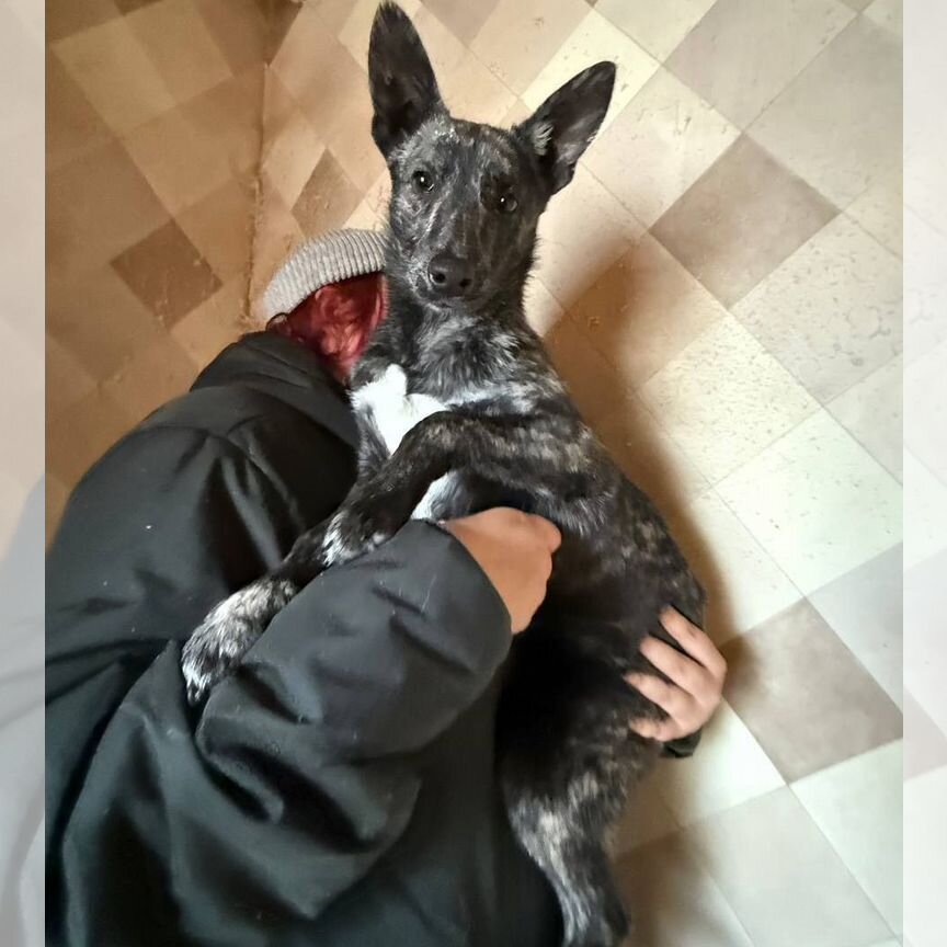 Вельш Корги Кардиган, щенок