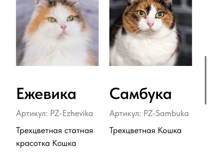 Трехцветные кошки из приюта в добрые руки