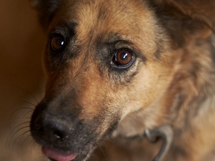 Добрейшая собака из приюта Зайка