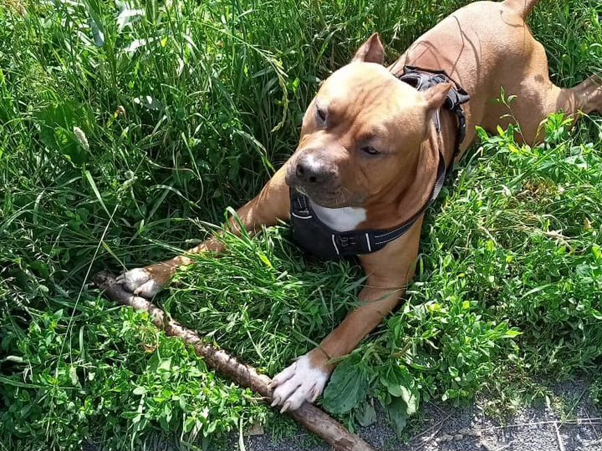 Вязка американский стафф