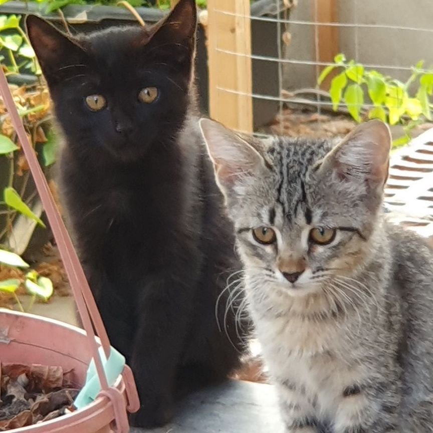 Отдам котенка в добрые руки