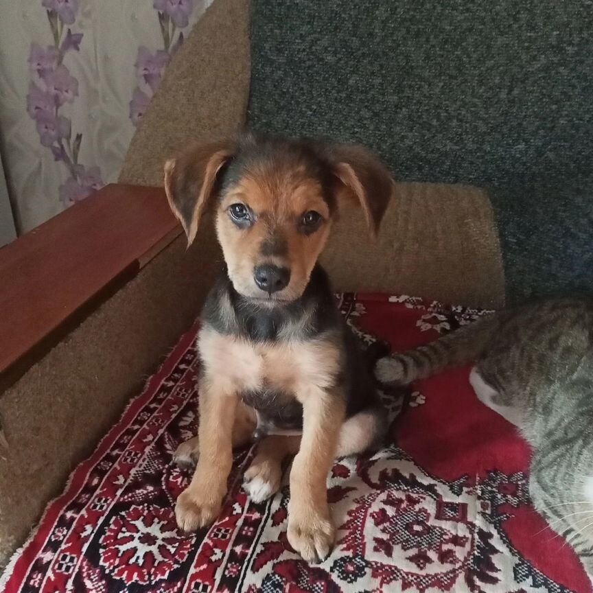 Щенку Дэни нужен дом