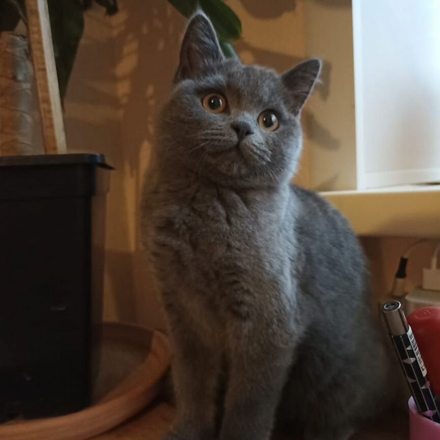 Шотландская прямоухая кошечка