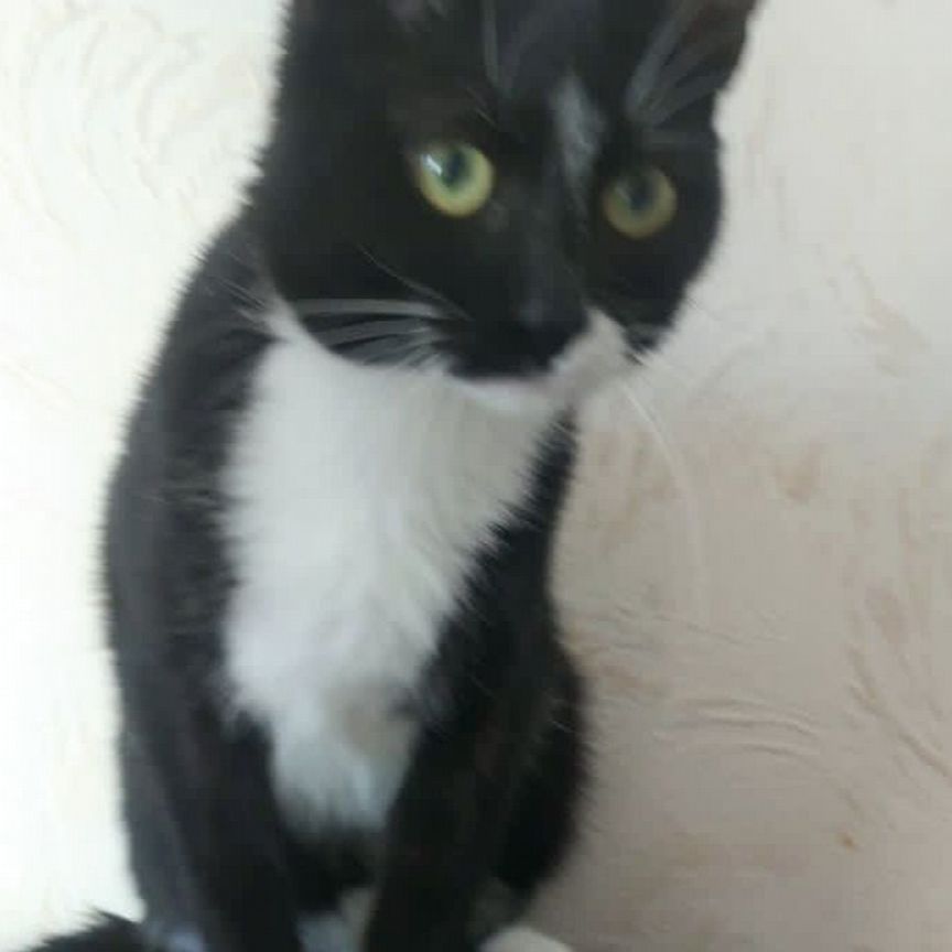 Котик 6 мес