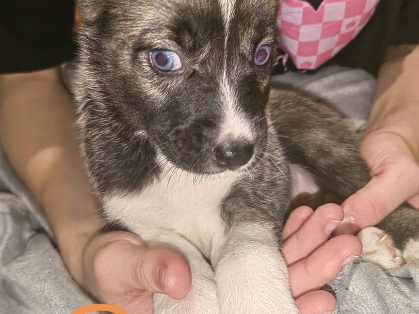 Щенки- хаски