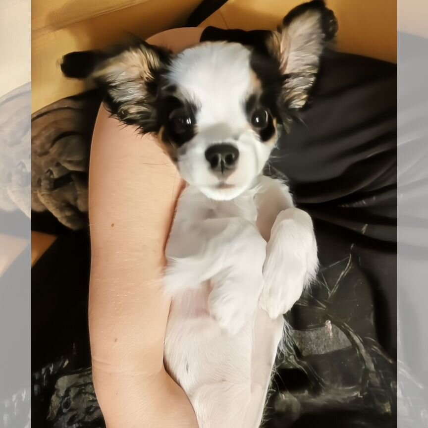 Кавалер кинг-чарльз-спаниель, щенок