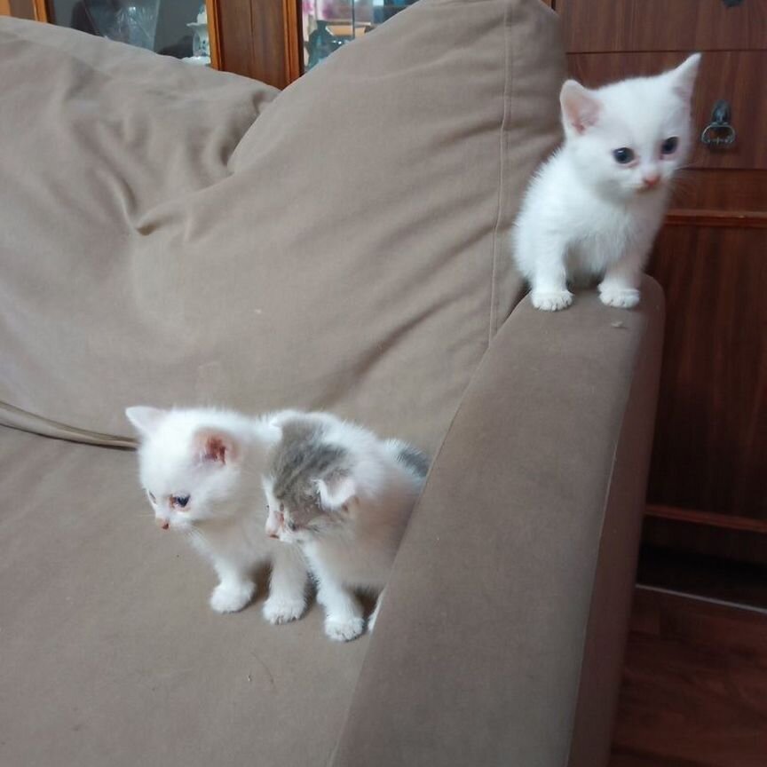 Котяток в добрые руки