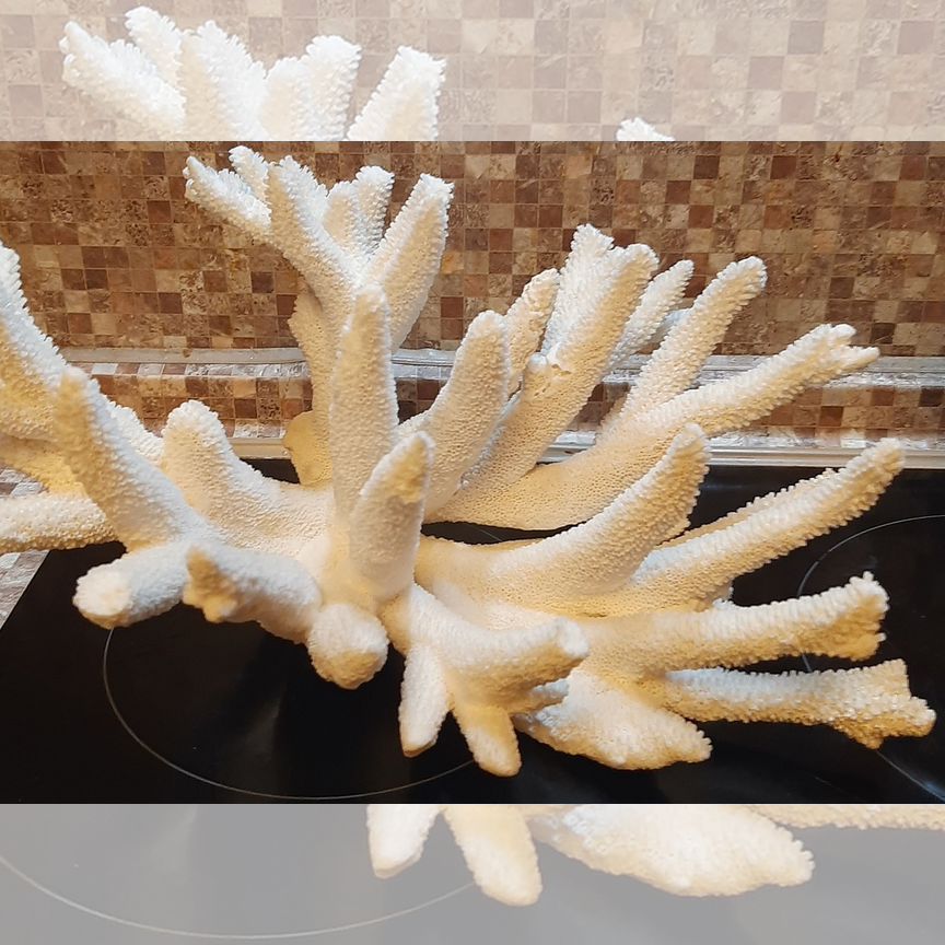 Коралл морской белый, длина 29 см, высота 15см