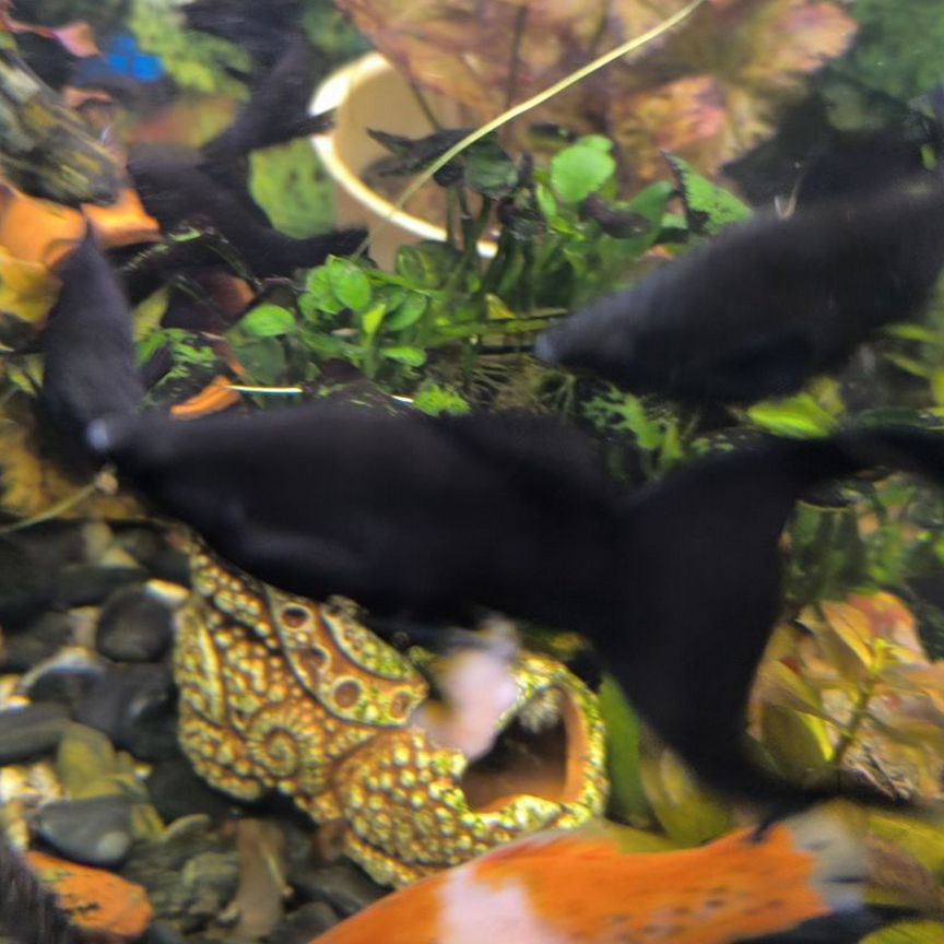 Молинезия лираховостые