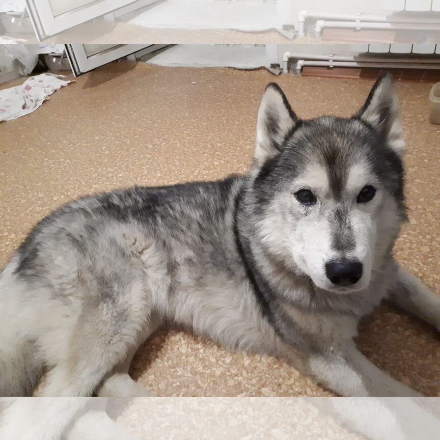 Взрослый молодой хаски