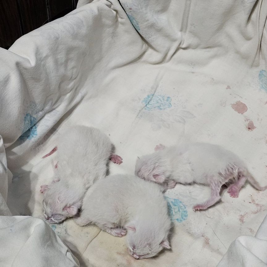 Котята в добрые руки бесплатно