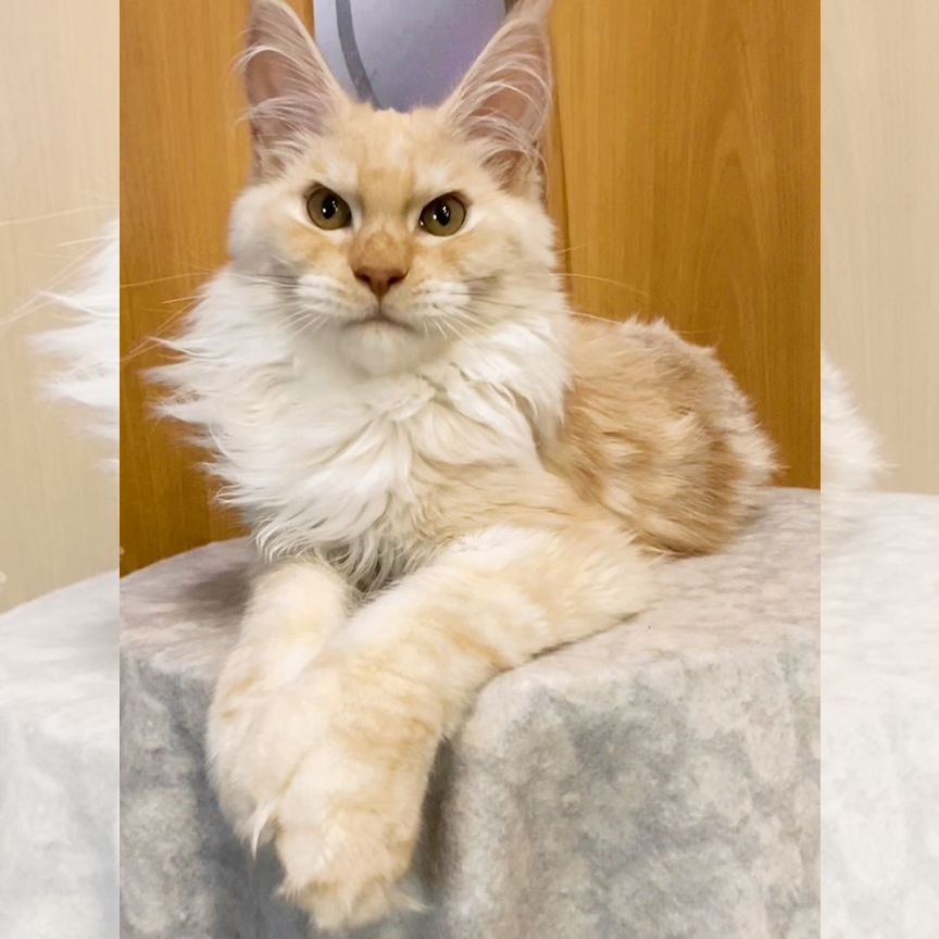 Котик полидакт