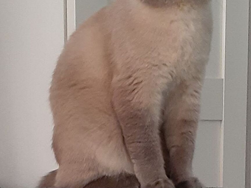 Шотландский кот